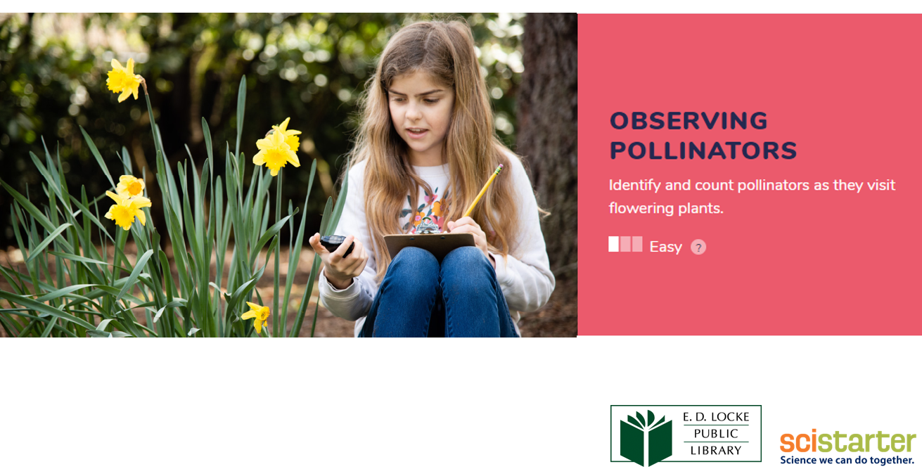 Intro to Observing Pollinators | E.D. Locke Public Library